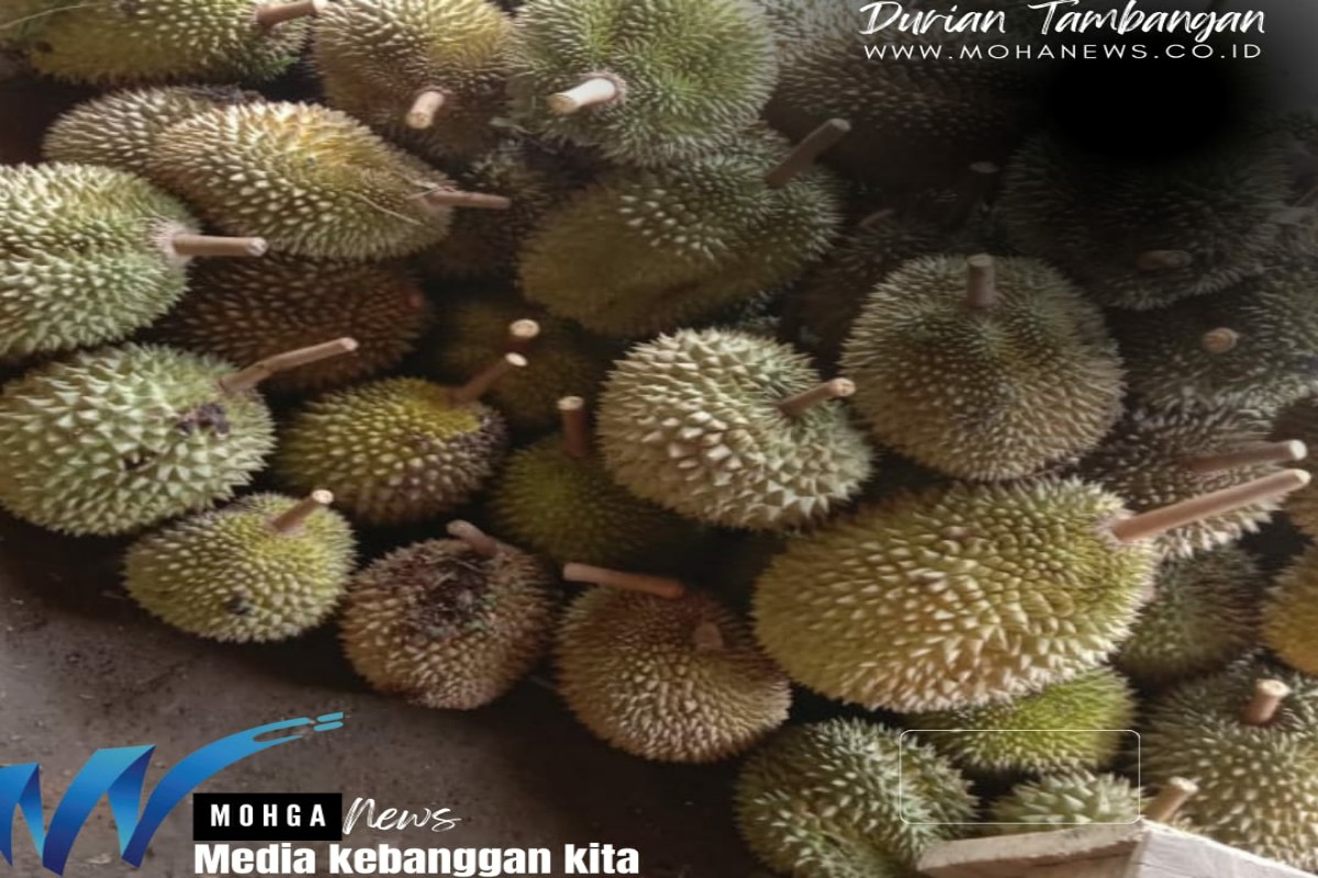 Harga Durian Tambangan Mulai Turun - MohgaNews